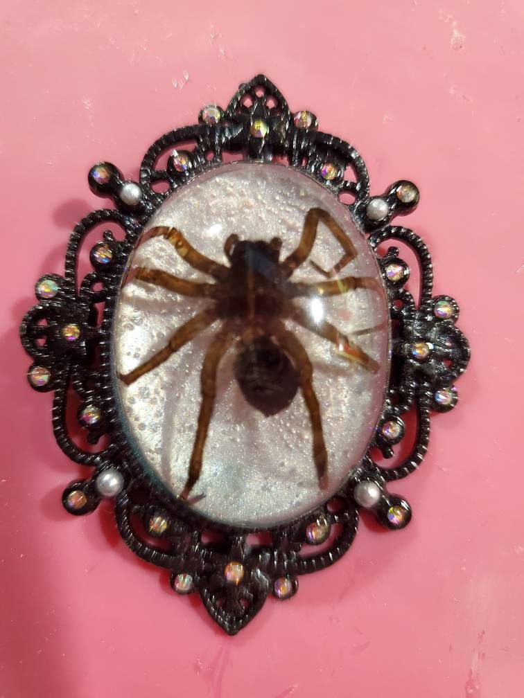 Dried Wolf Spider | Etsy