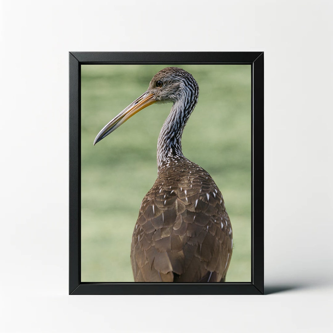 Limpkin Bird Portrait Photo Print | Florida Wildlife Wall Art - Etsy