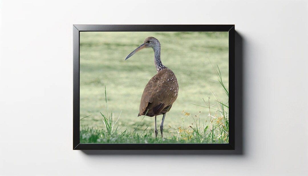 Limpkin Looking Back Print | Limpkin Photo | Florida Birds Wall Art ...