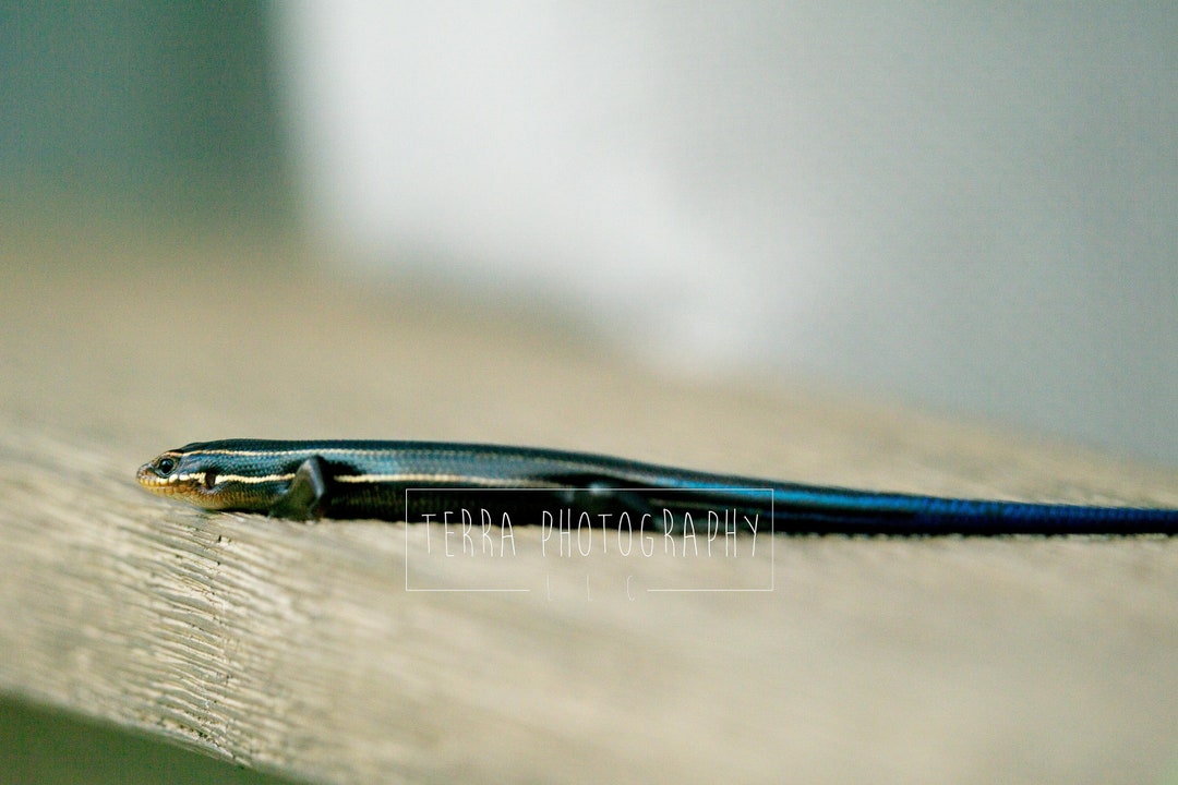 Blue Tailed Skink Print Blue Tailed Skink Photo Skink - Etsy