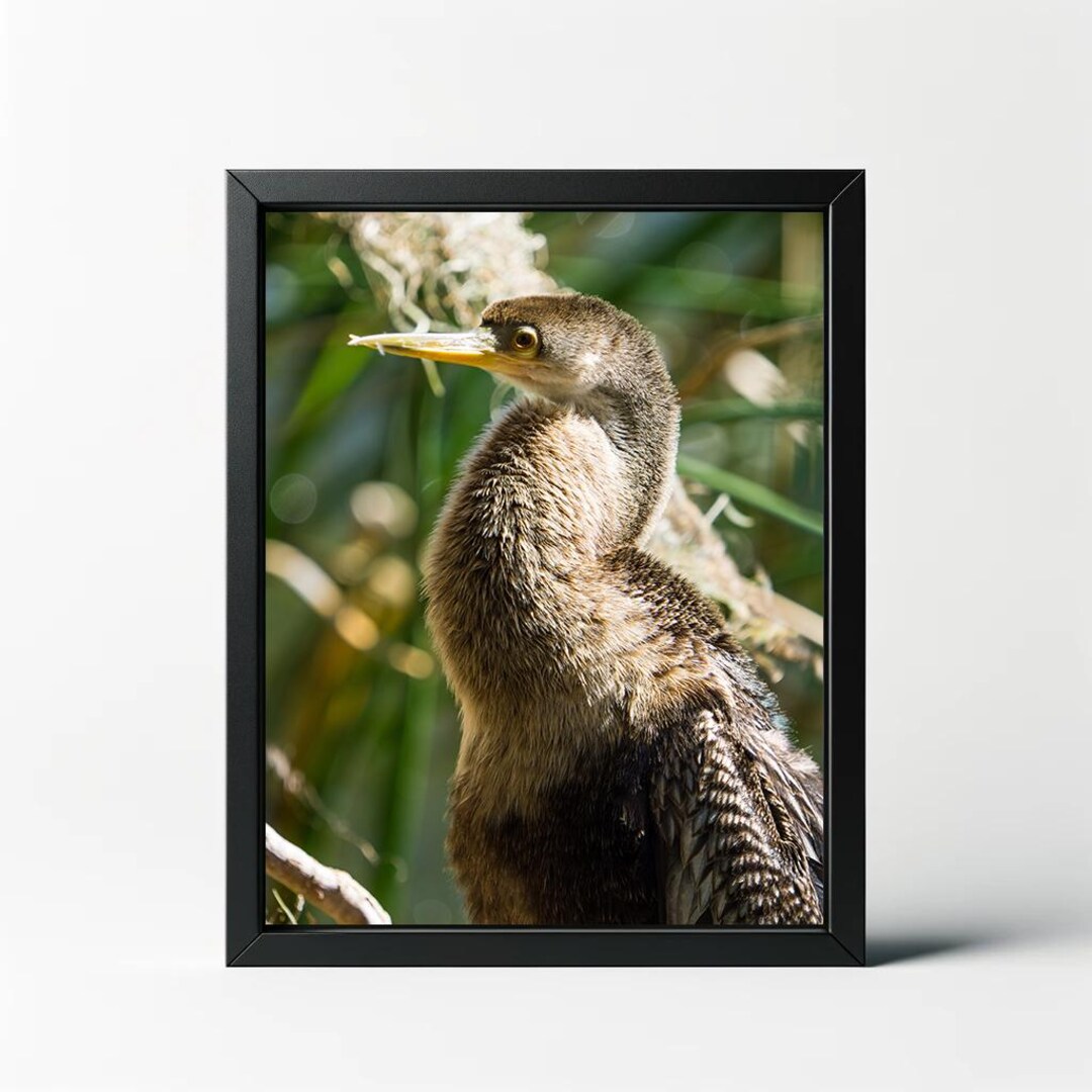 Anhinga Close up Portrait Photography Print | Lakeland Bird Wall Art - Etsy
