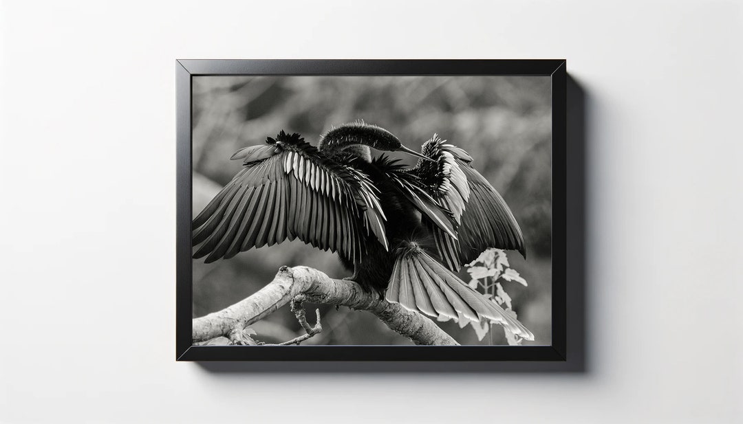 Black and White Anhinga Print | Preening Bird Wall Art - Etsy