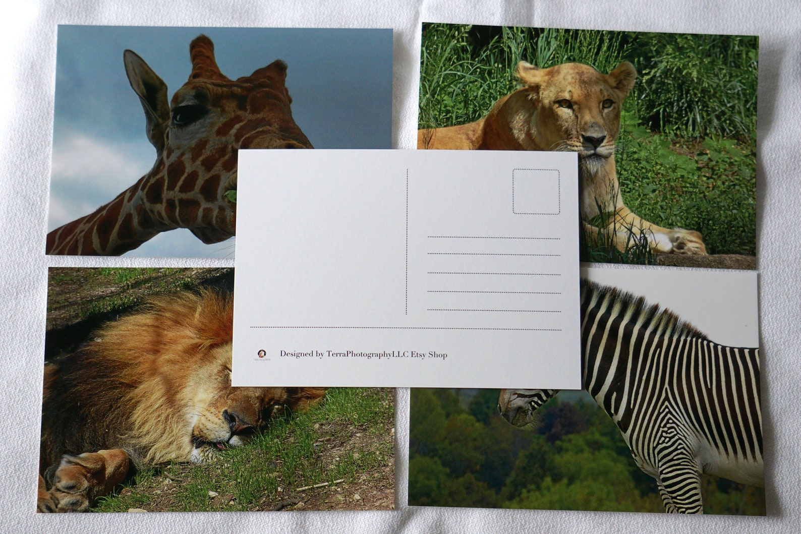 Safari Postcards Set of 10 Variety Pack | Snail Mail | Pen Pals ...