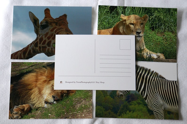 Safari Postcards Set of 10 Variety Pack | Snail Mail | Pen Pals ...