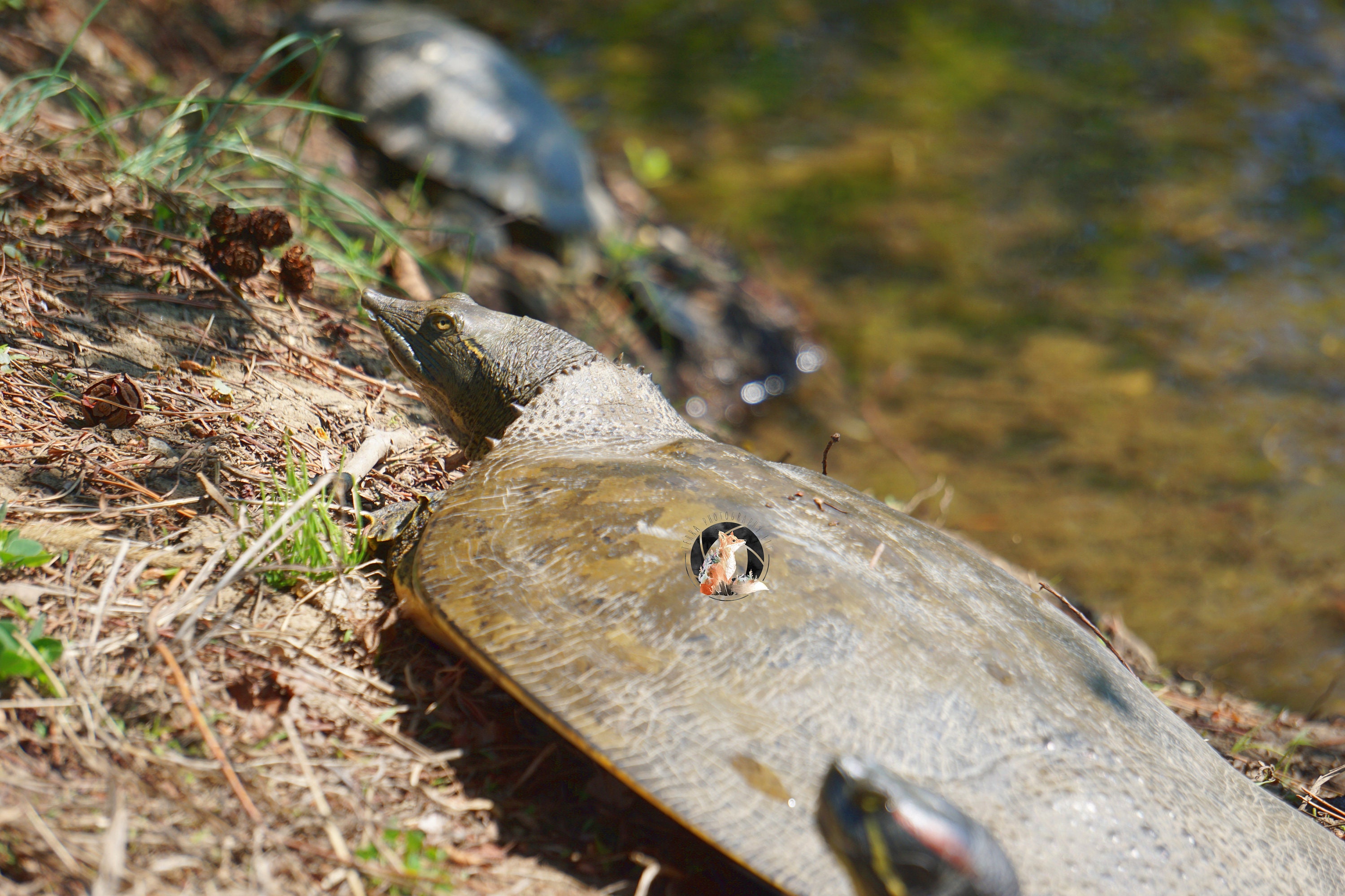 Spiny Soft-shell Turtle Print Spiny Soft-shell Turtle Photo - Etsy