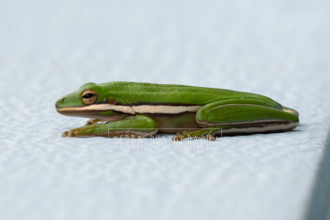 American Green Tree Frog Print American Tree Frog Photo - Etsy