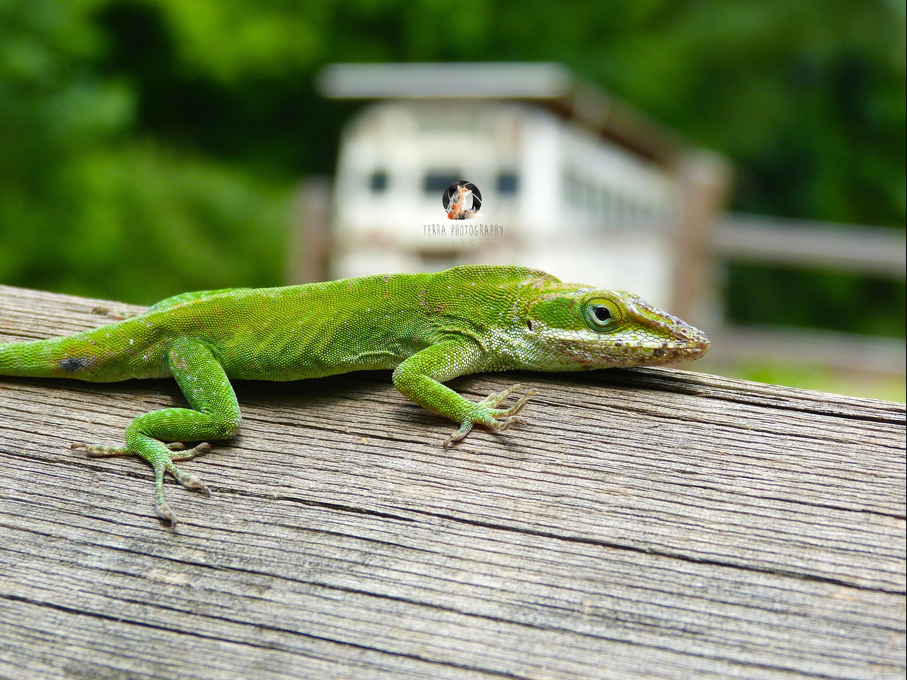 Green Anole Print Green Anole Photo Green Anole Wall Art - Etsy