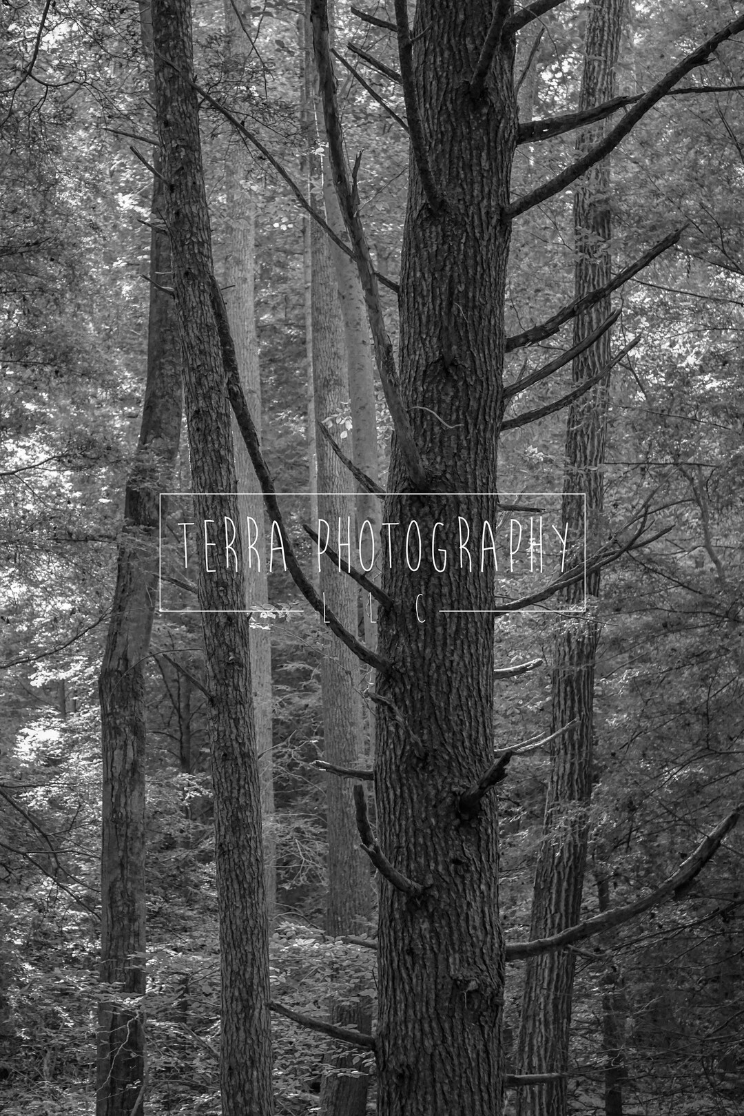 Black and White Bare Tree Print Black and White Tree Photo - Etsy