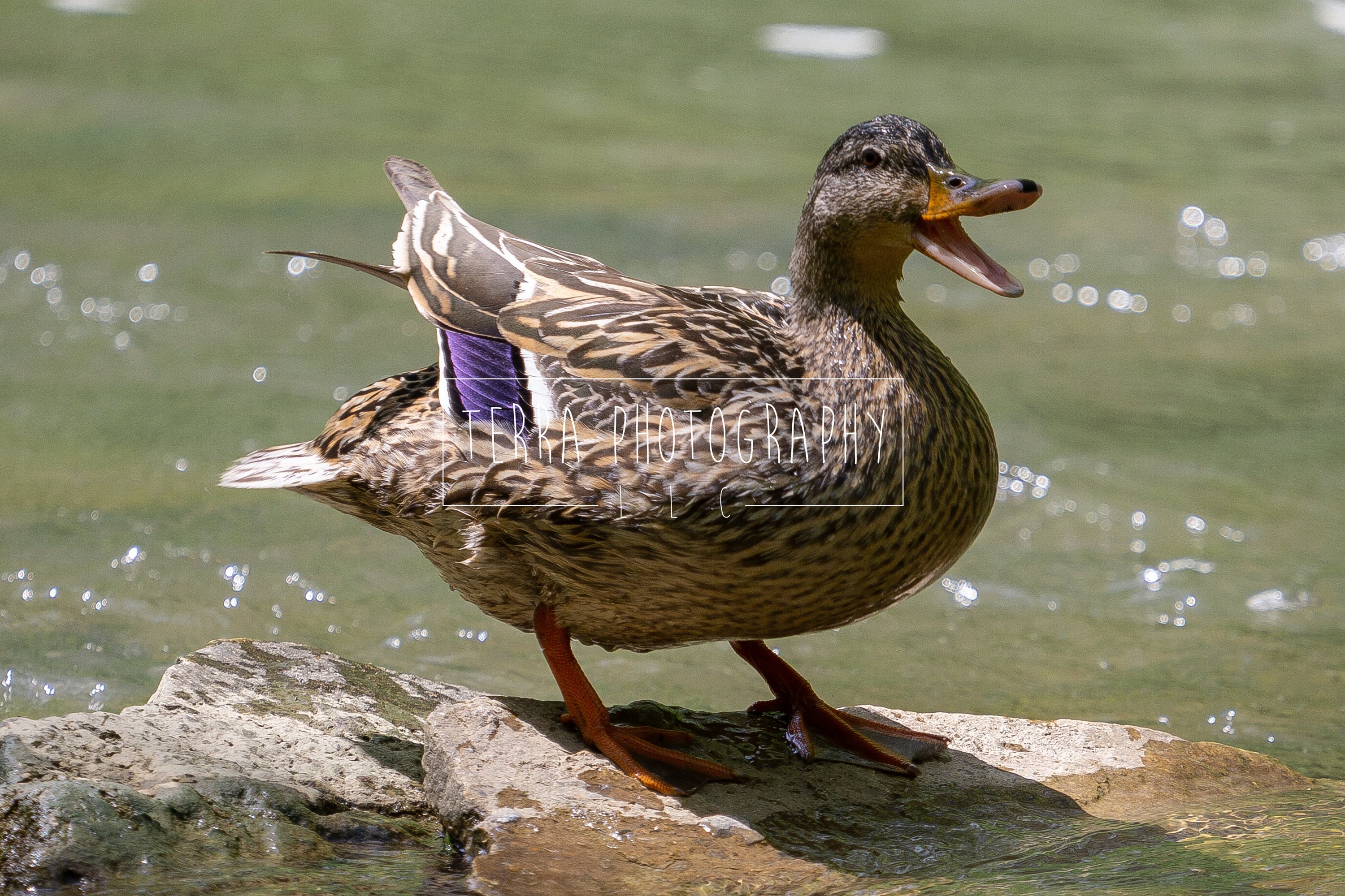 Mallard Duck Quacking