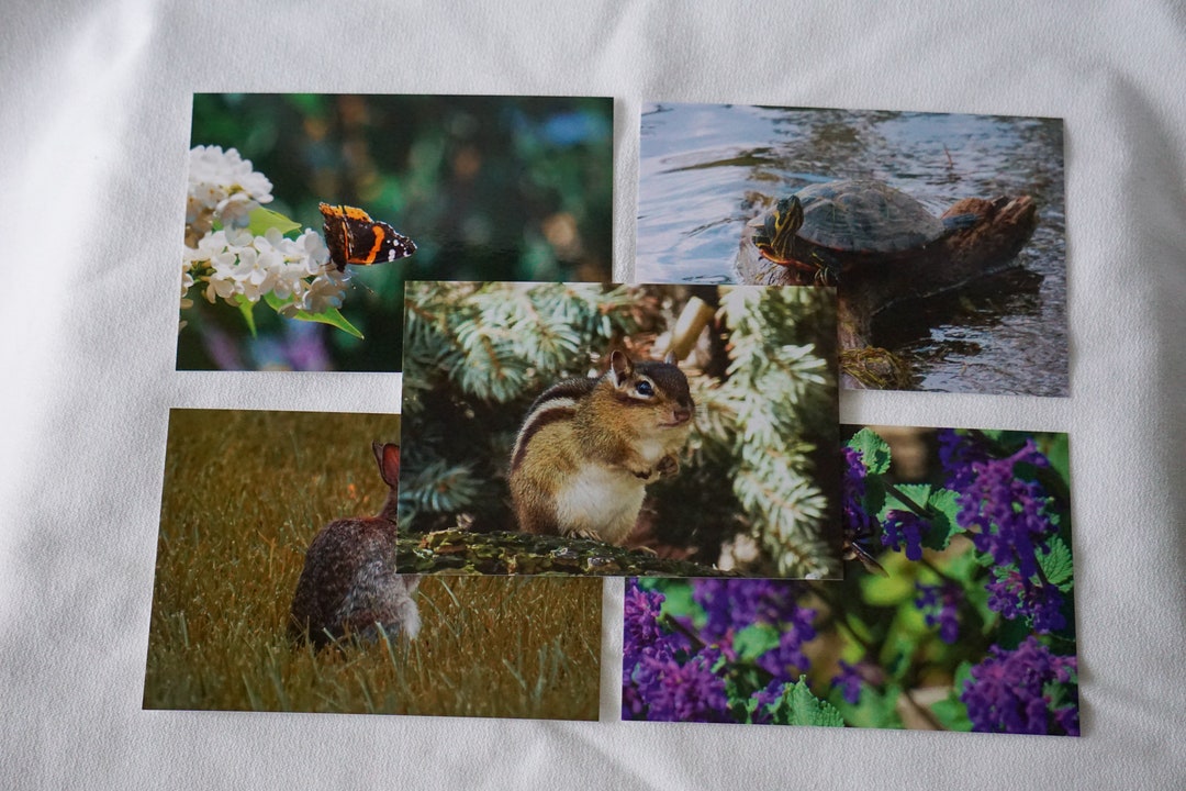 Animal Postcards Set of 10 Variety Pack Series 2 | Snail Mail | Pen ...