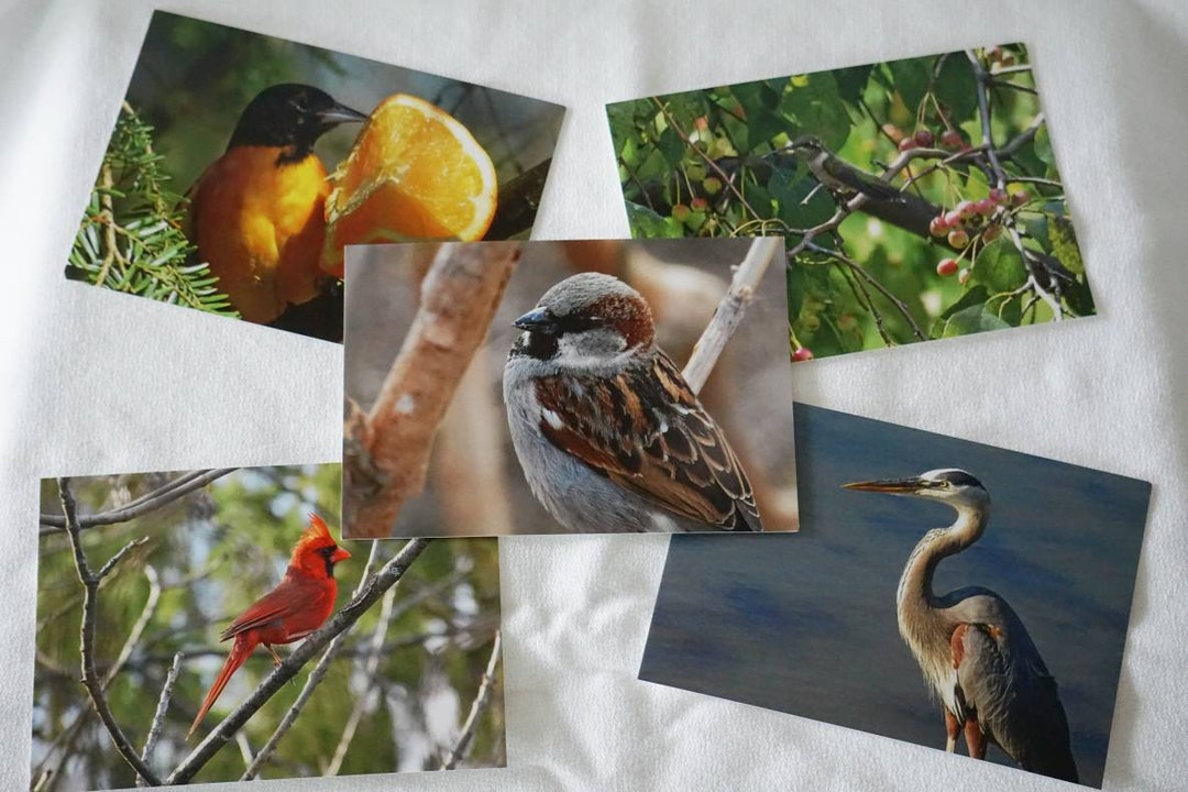 Bird Postcards Set of 10 Variety Pack | Snail Mail | Pen Pals ...