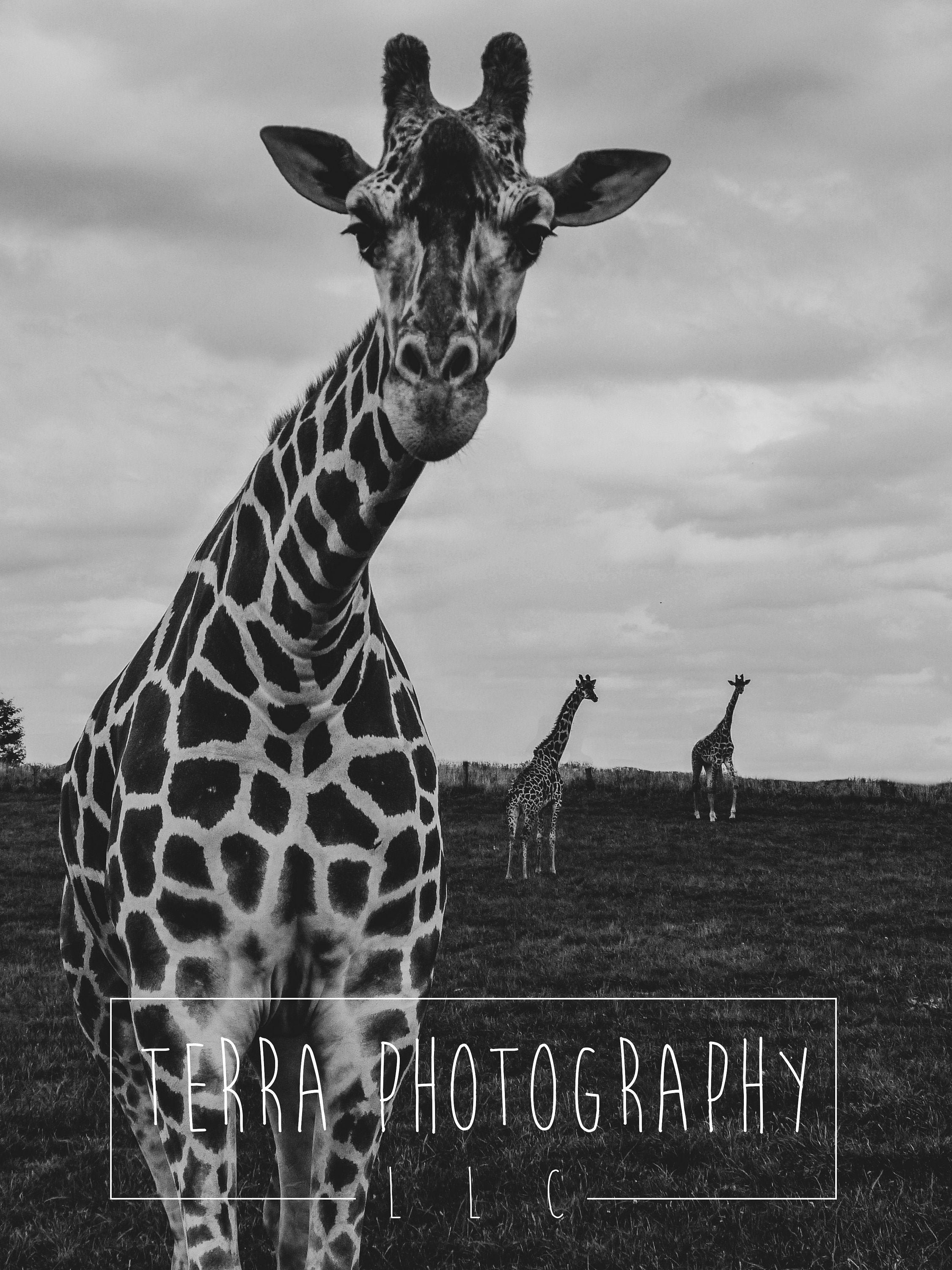 Giraffe Black and White Print Giraffe Black and White Photo - Etsy New ...