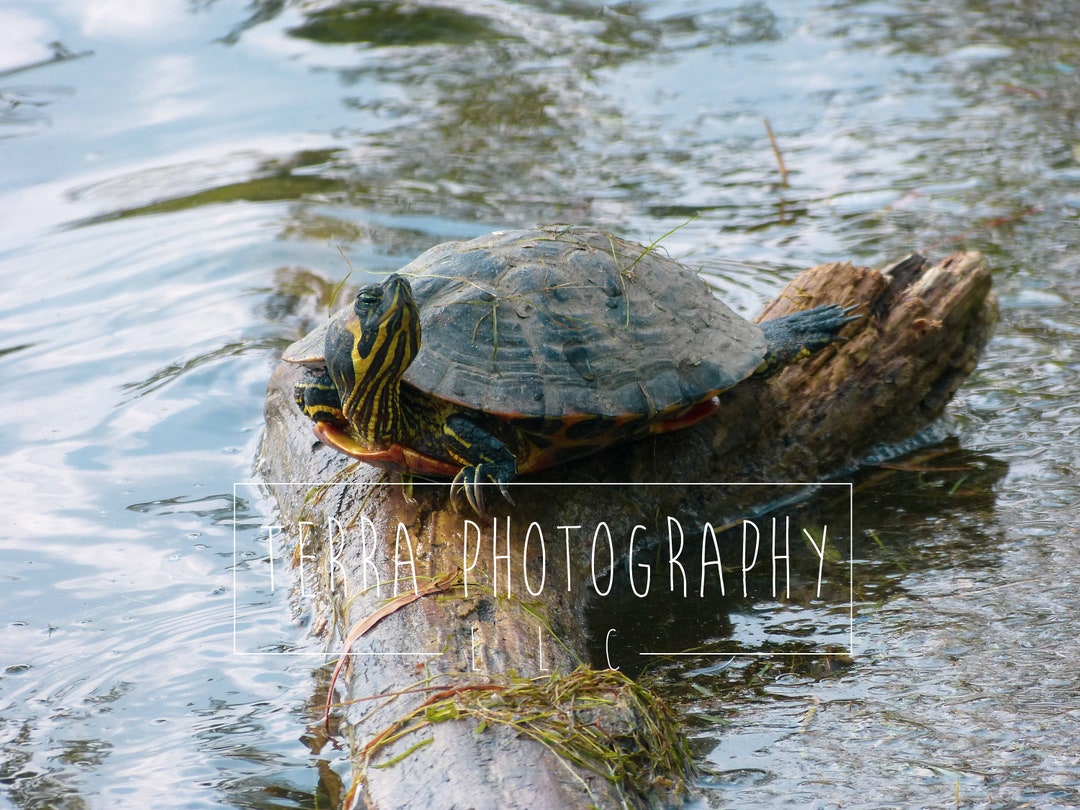 Turtle on Log Print Turtle on Log Photo Turtle Wall Art - Etsy Portugal