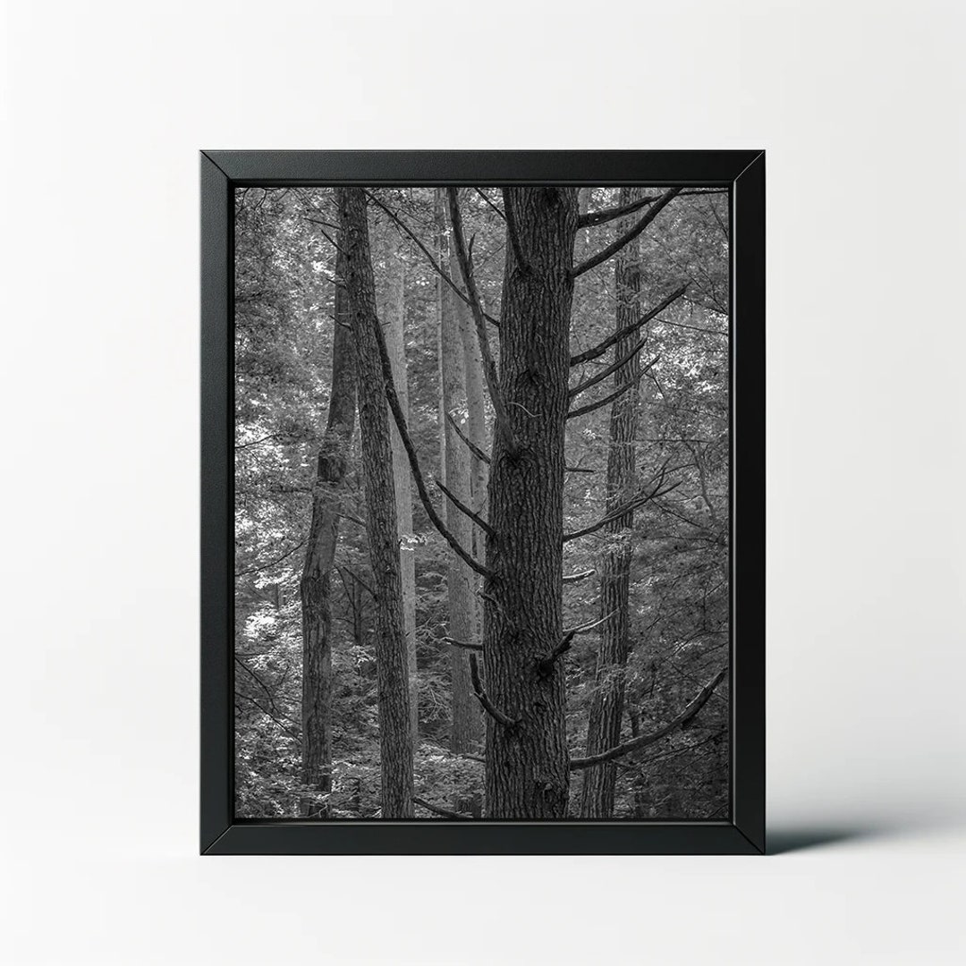 Black and White Bare Tree Print | Black and White Tree Photo | Black ...