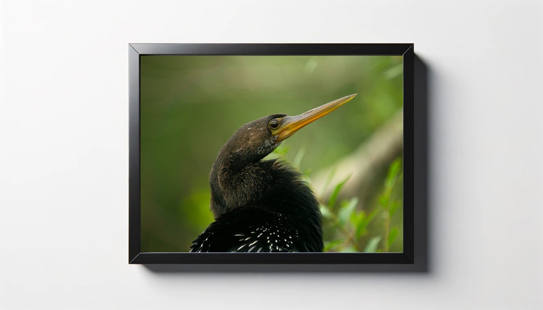 Anhinga Bird Print | Coastal Wall Art - Etsy
