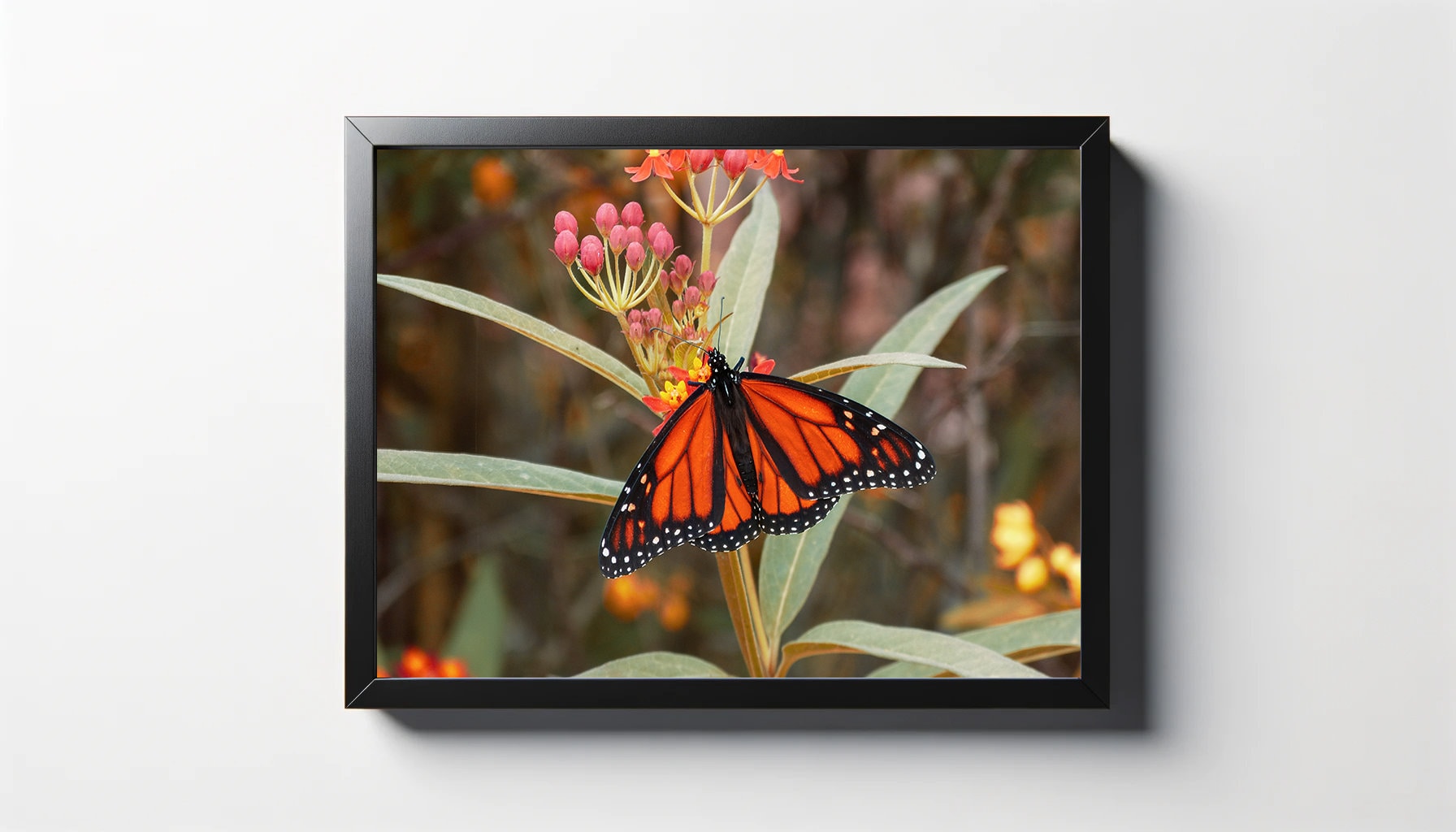 Monarch Butterfly Print | Monarch Butterfly Photo | Butterfly Wall Art ...