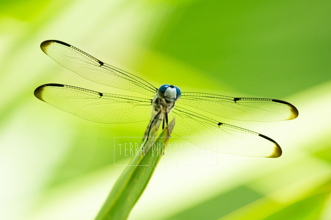 Dragonfly Front View Print - Etsy
