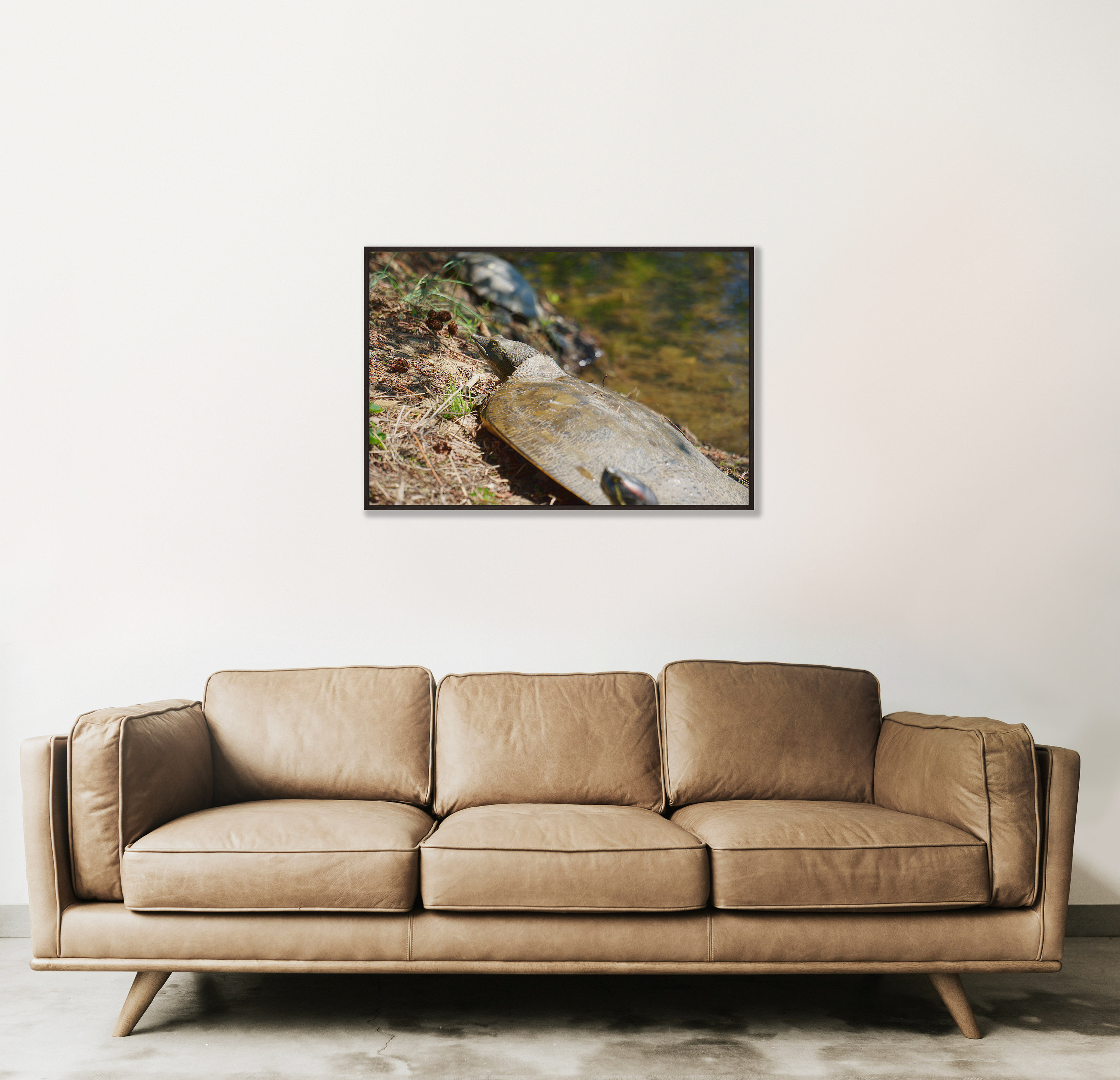 Spiny Soft-shell Turtle Print | Spiny Soft-shell Turtle Photo | Turtle ...