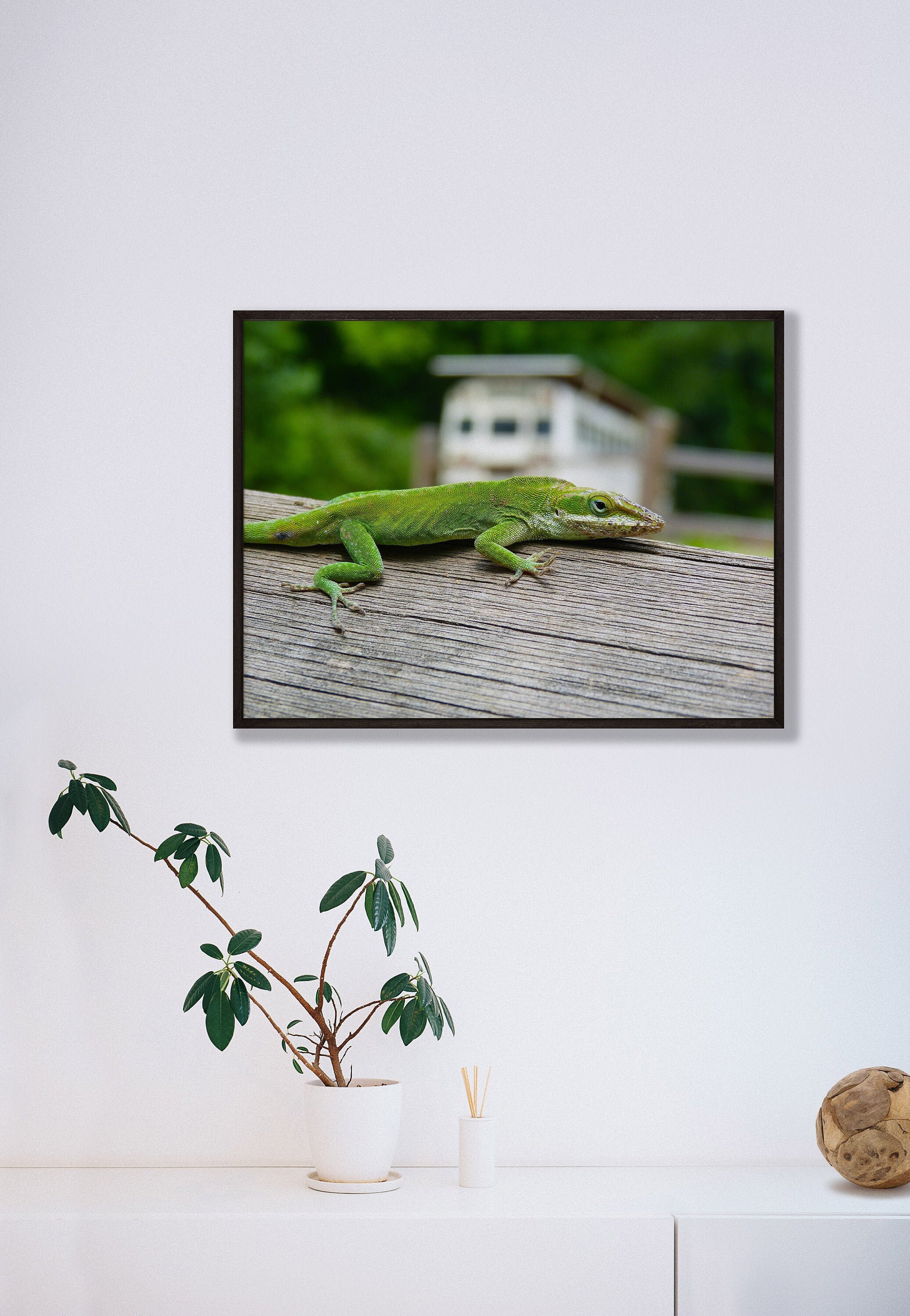 Green Anole Print | Green Anole Photo | Green Anole Wall Art | Green ...