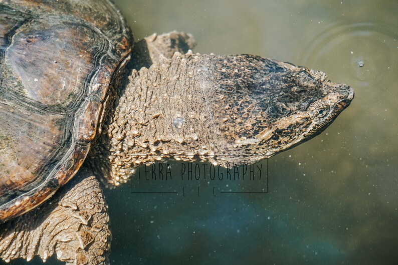 Snapping Turtle Print Turtle Photo Turtle Wall Art - Etsy