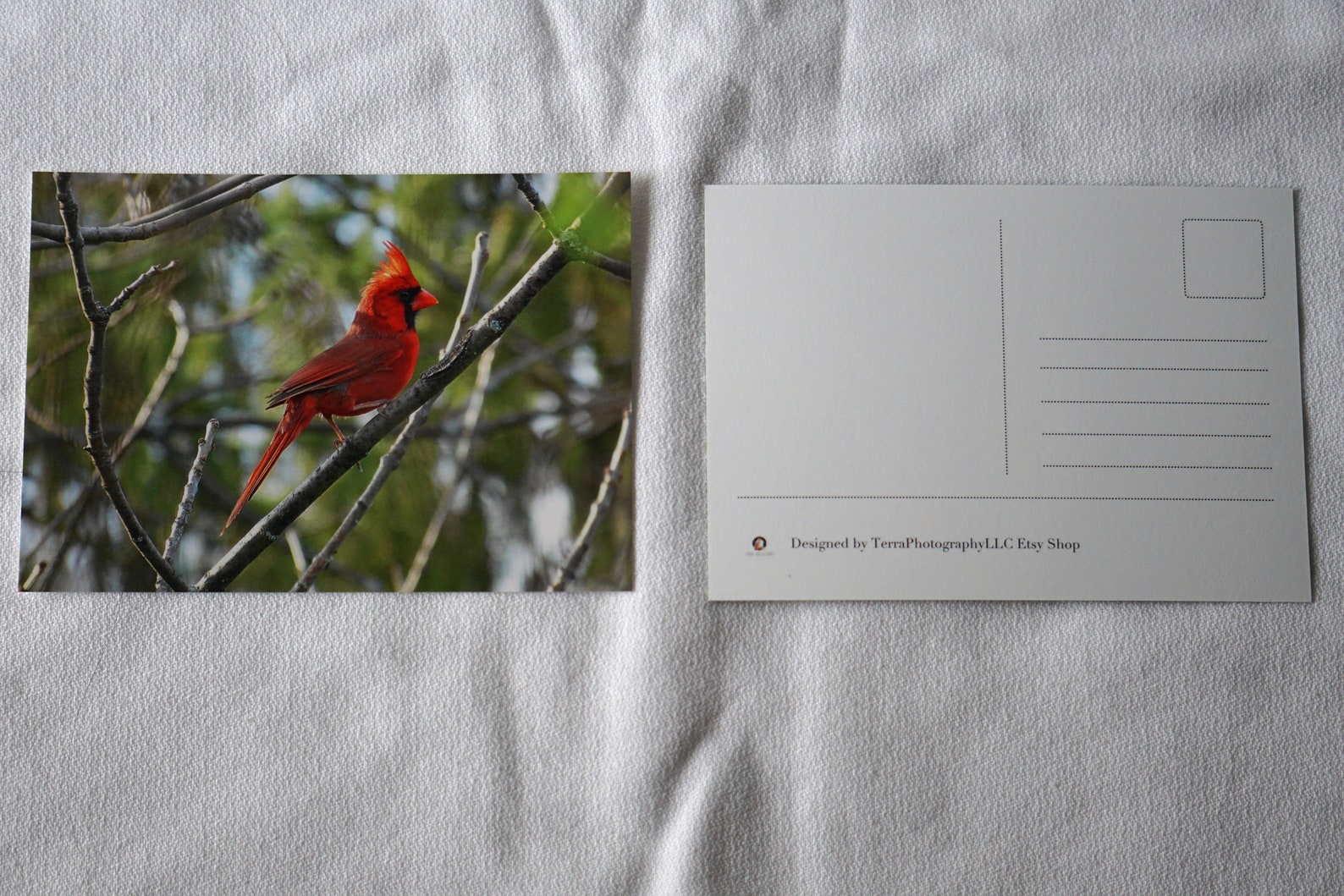 Cardinal and Hummingbird Postcards Set of 10 Variety Pack - Etsy