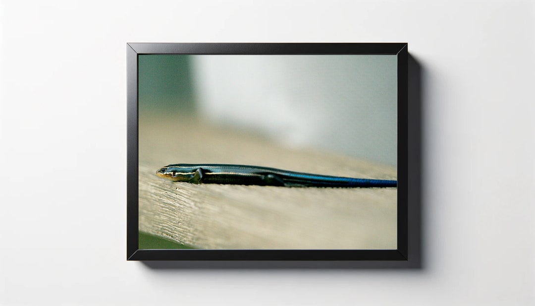 Blue Tailed Skink Print | Blue Tailed Skink Photo | Skink Photo | Skink ...
