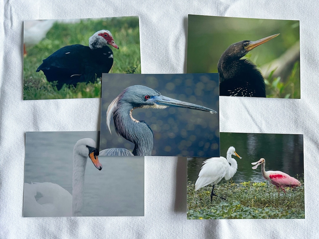 Bird Postcards Set of 10 Variety Pack Series 3 | Lakeland Birds ...
