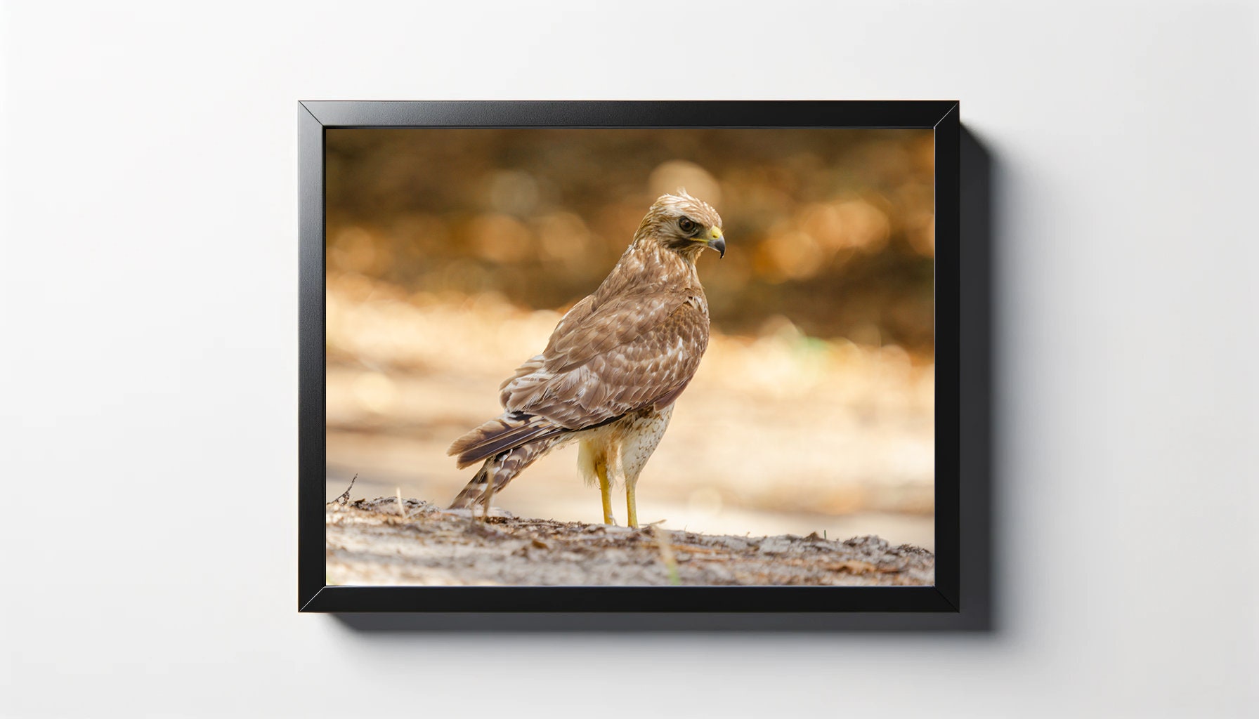 Hawk Print Hawk Photo Hawk Wall Art Hawk Wall Decor - Etsy