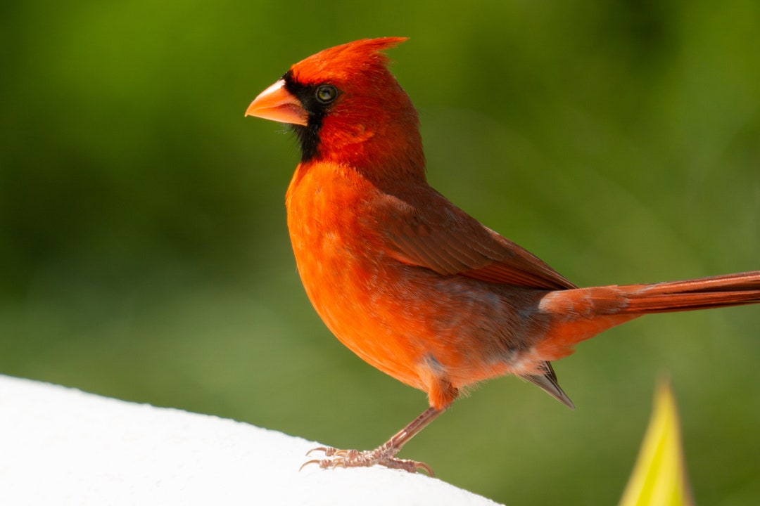 Cardinal Close up Print Cardinal Photo Cardinal Home Decor - Etsy