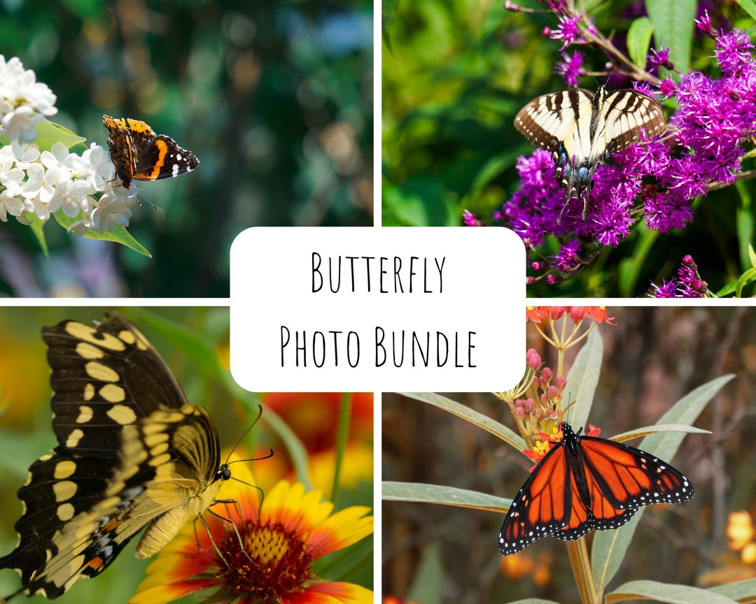 Butterfly Photography Print Set | Nature Wall Art - Etsy