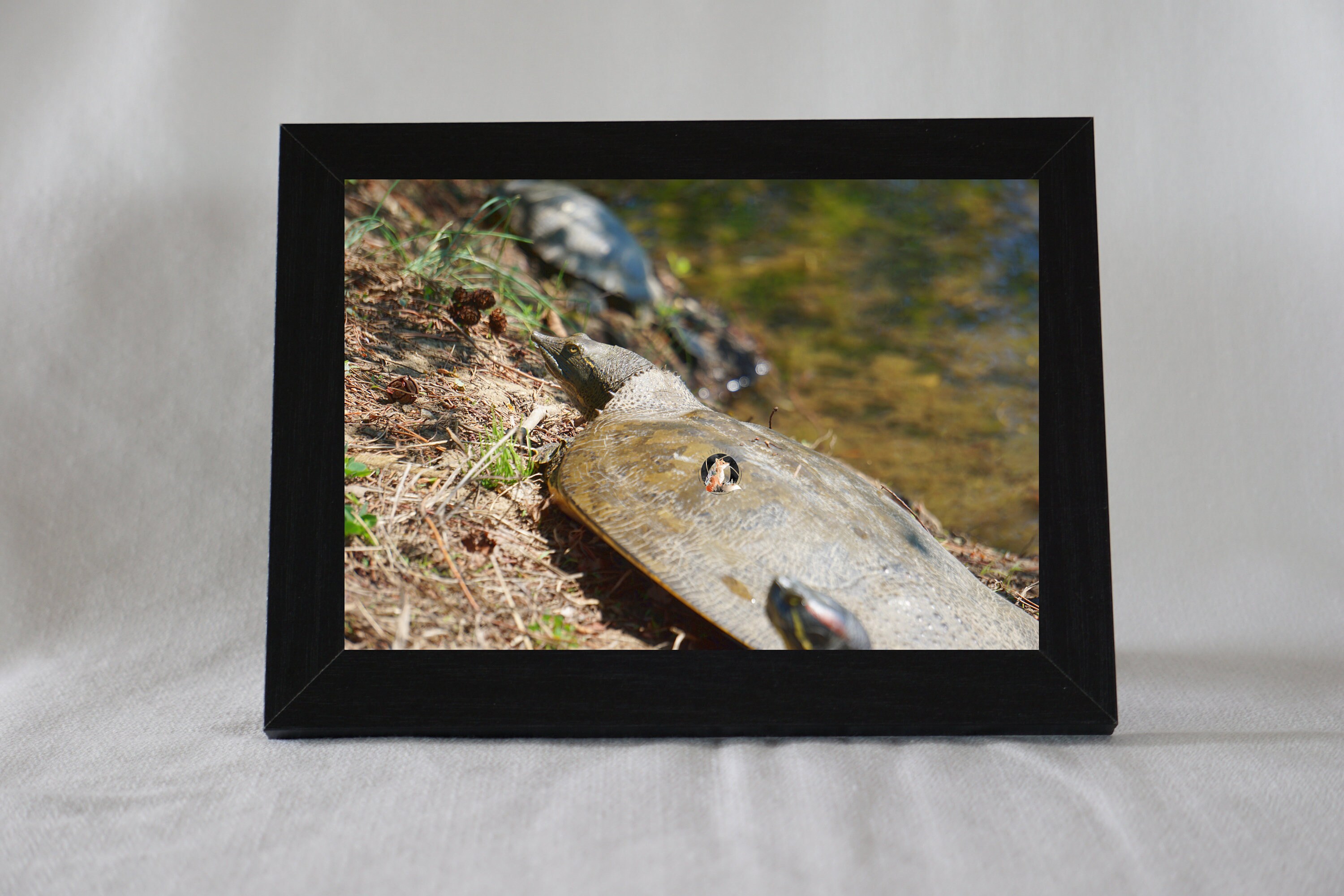 Spiny Soft-shell Turtle Print Spiny Soft-shell Turtle Photo - Etsy