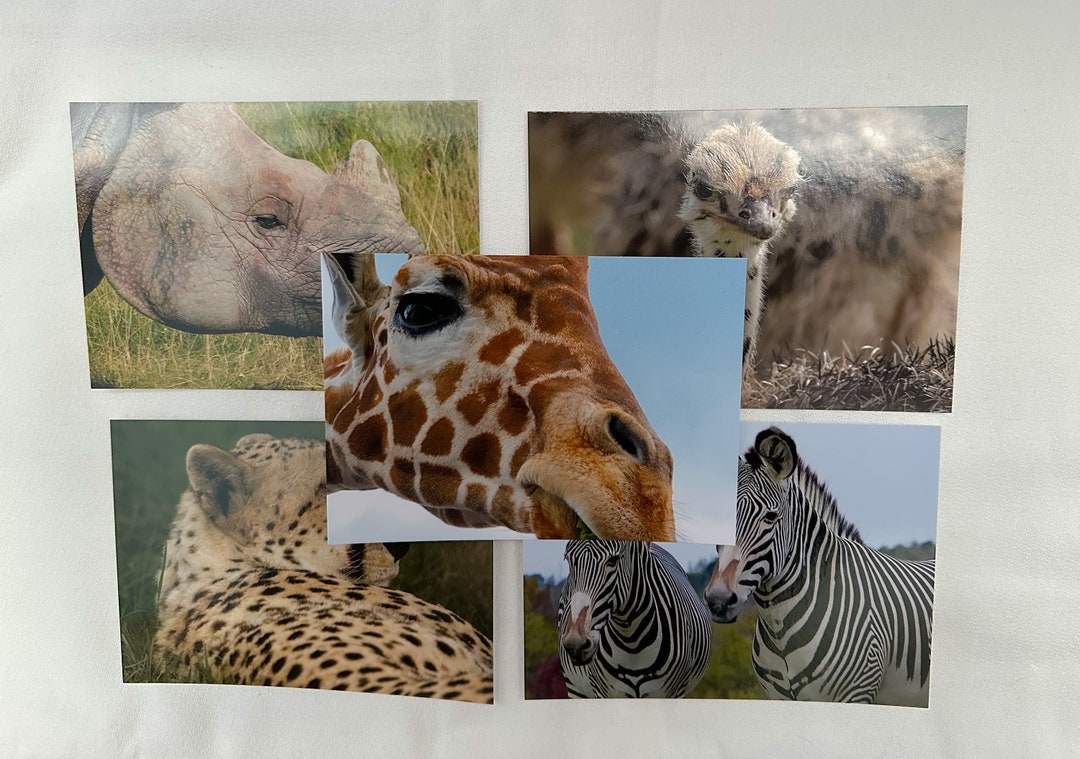 Safari Postcards Set of 10 Variety Pack Series 2 | Snail Mail | Pen ...