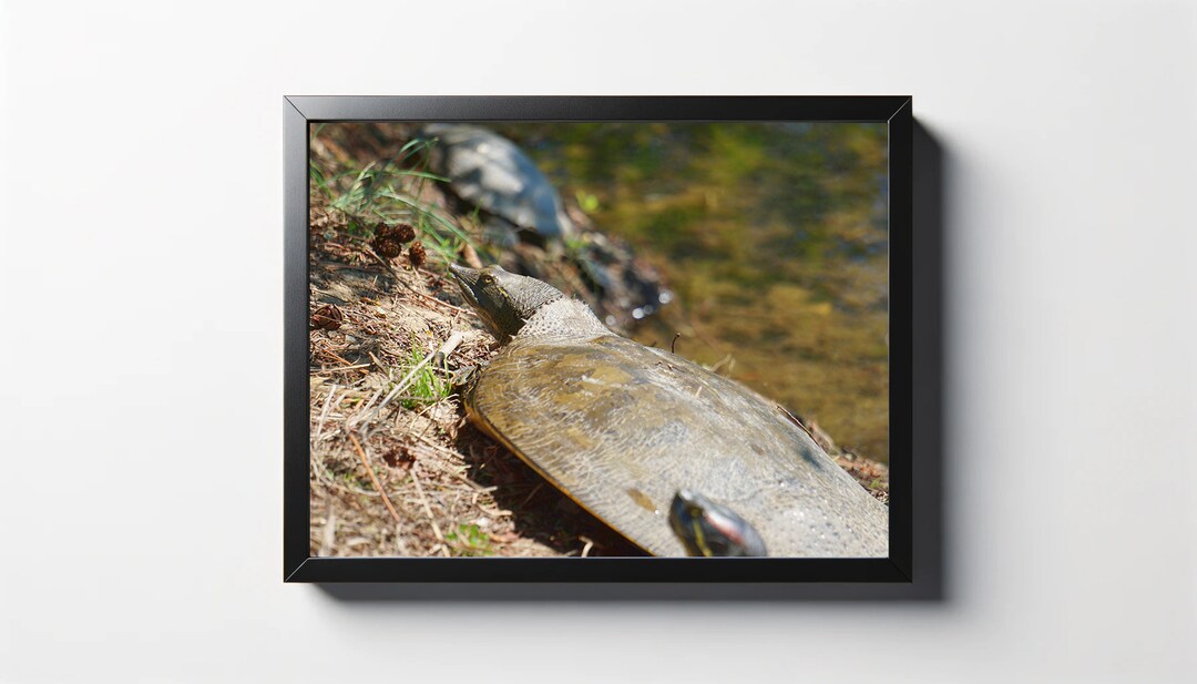 Spiny Soft-shell Turtle Print | Spiny Soft-shell Turtle Photo | Turtle ...