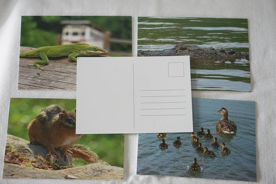 Animal Postcards Set of 10 Variety Pack | Snail Mail | Pen Pals ...