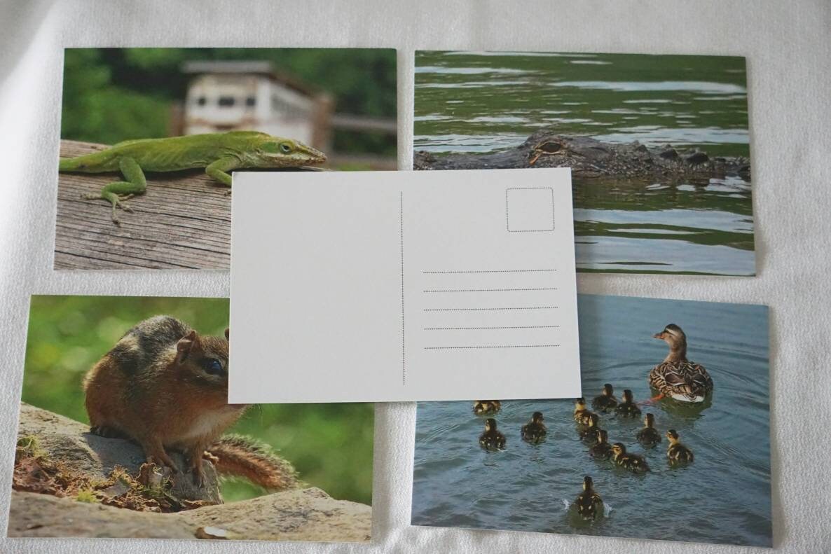 Animal Postcards Set of 10 Variety Pack | Snail Mail | Pen Pals ...