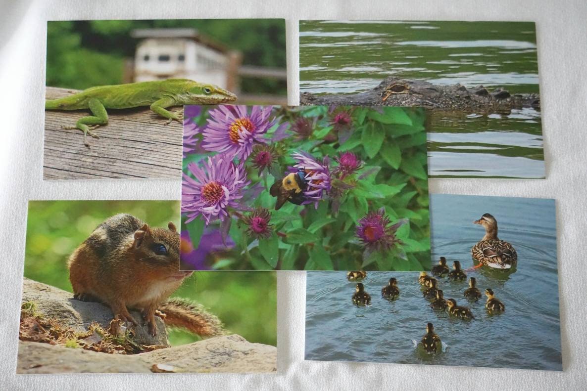 Animal Postcards Set of 10 Variety Pack | Snail Mail | Pen Pals ...