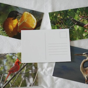 Bird Postcards Set of 10 Variety Pack | Snail Mail | Pen Pals ...