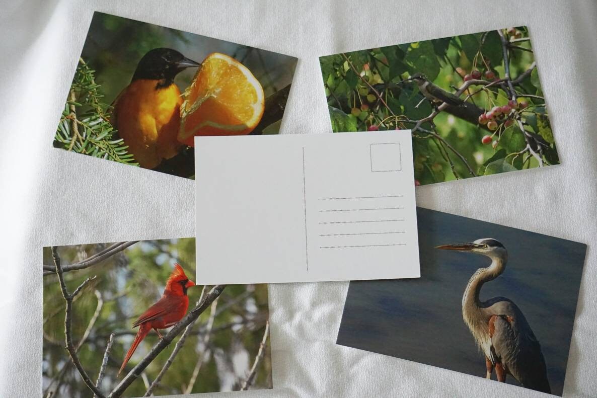 Bird Postcards Set of 10 Variety Pack | Snail Mail | Pen Pals ...