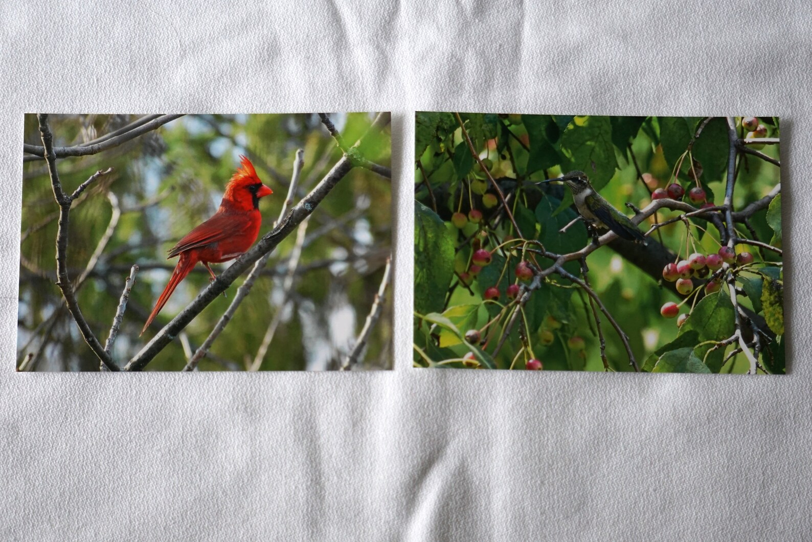 Cardinal and Hummingbird Postcards Set of 10 Variety Pack | Snail Mail ...