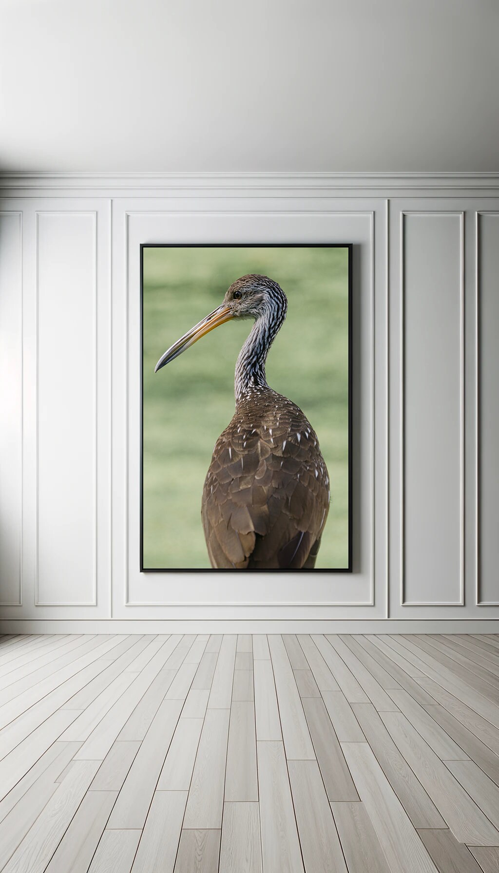 Limpkin Bird Portrait Photo Print | Florida Wildlife Wall Art - Etsy