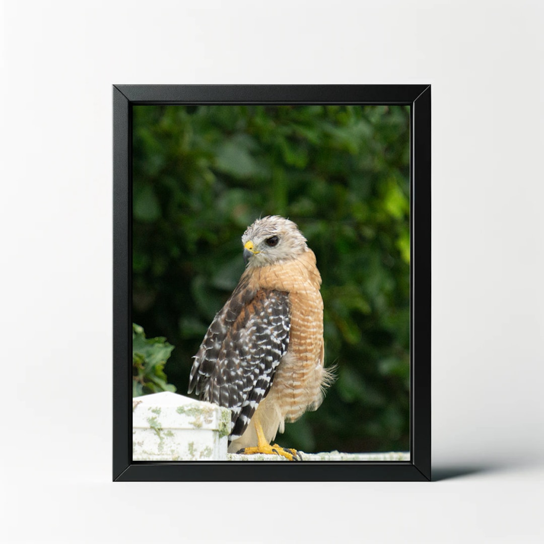 Red Shouldered Hawk Print | Hawk Photo | Hawk Wall Art | Hawk Wall ...