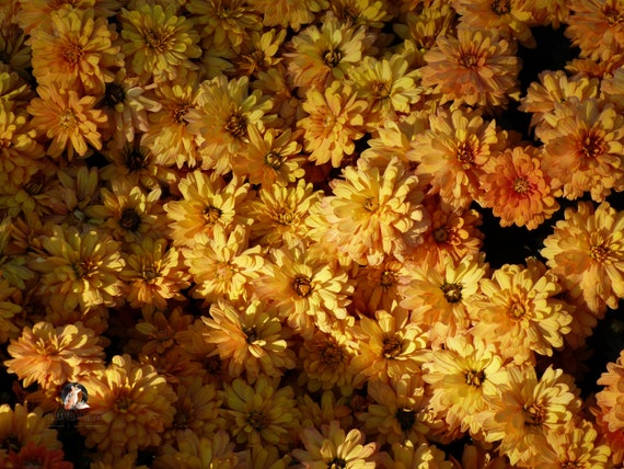 Golden Floral Print Golden Floral Photo Golden Floral Wall | Etsy