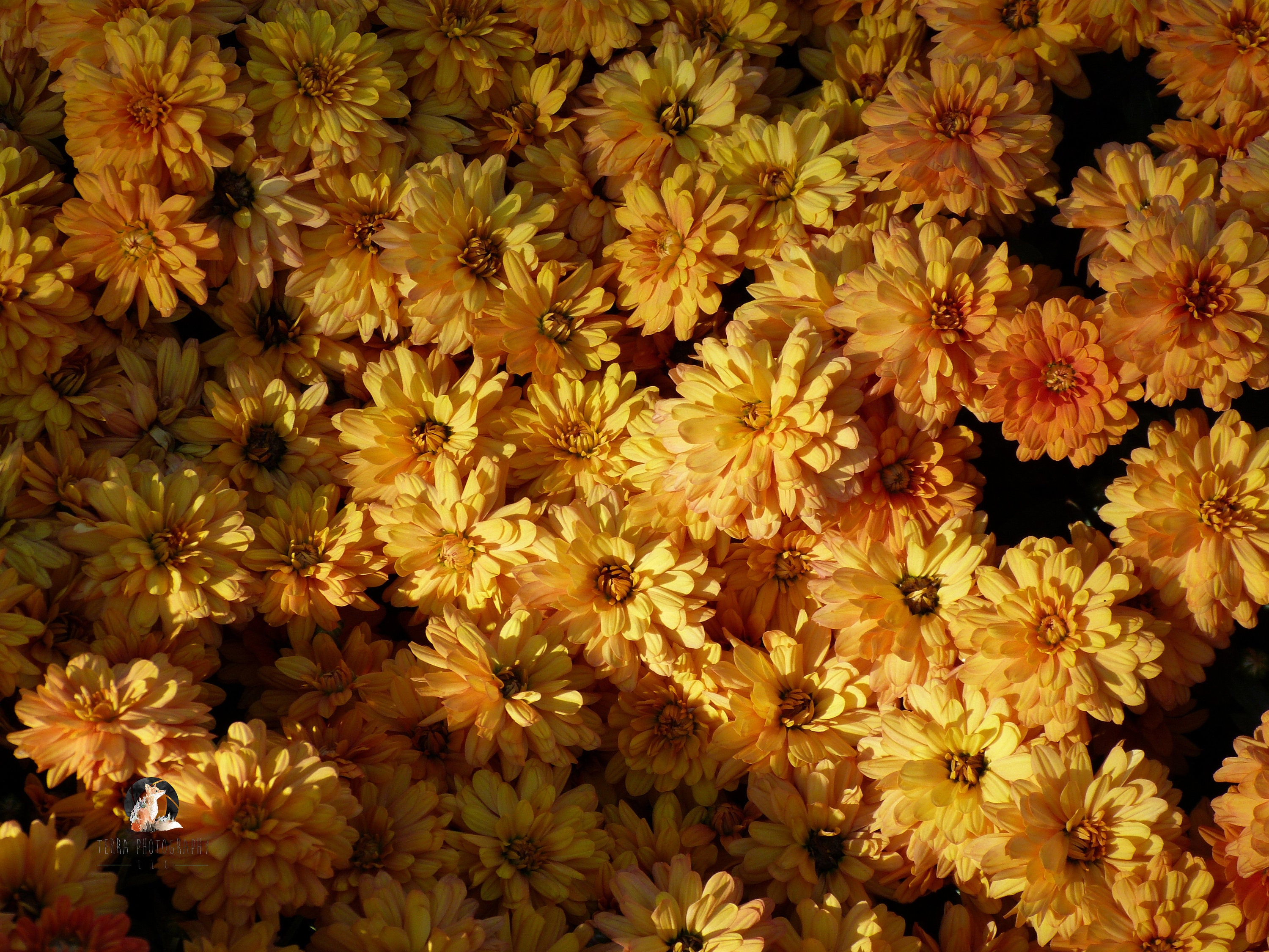 Golden Floral Print Golden Floral Photo Golden Floral Wall - Etsy