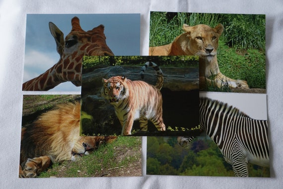 Safari Postcards Set of 10 Variety Pack Snail Mail Pen | Etsy