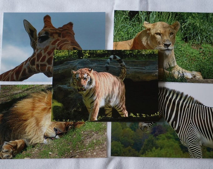 Safari Postcards Set of 10 Variety Pack Snail Mail Pen - Etsy