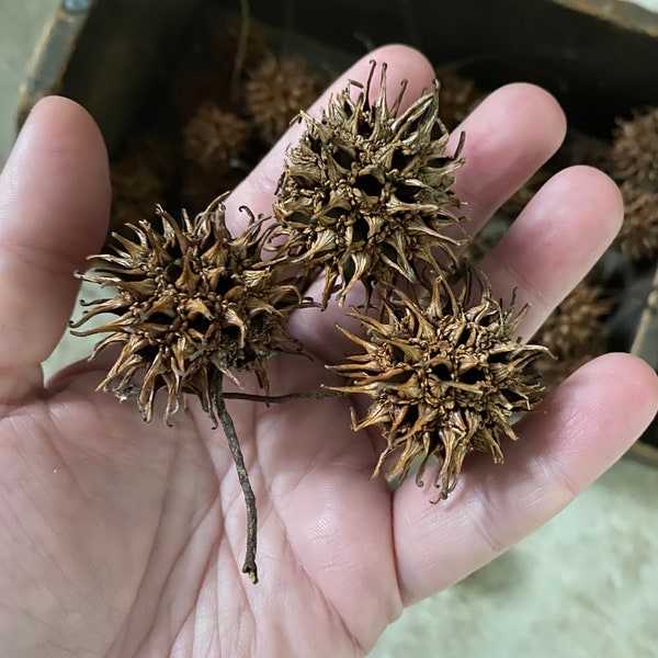 Sweetgum Balls - Etsy