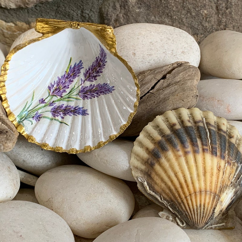 Scallop Shell - Etsy