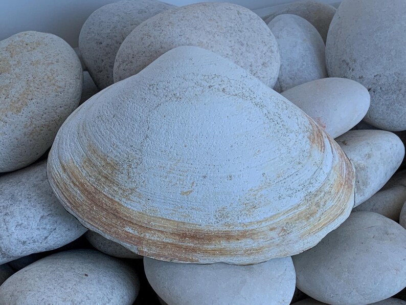 Shamrock Decoupage Clam Shell Trinket Dish: Irish St. Patrick's Day ...