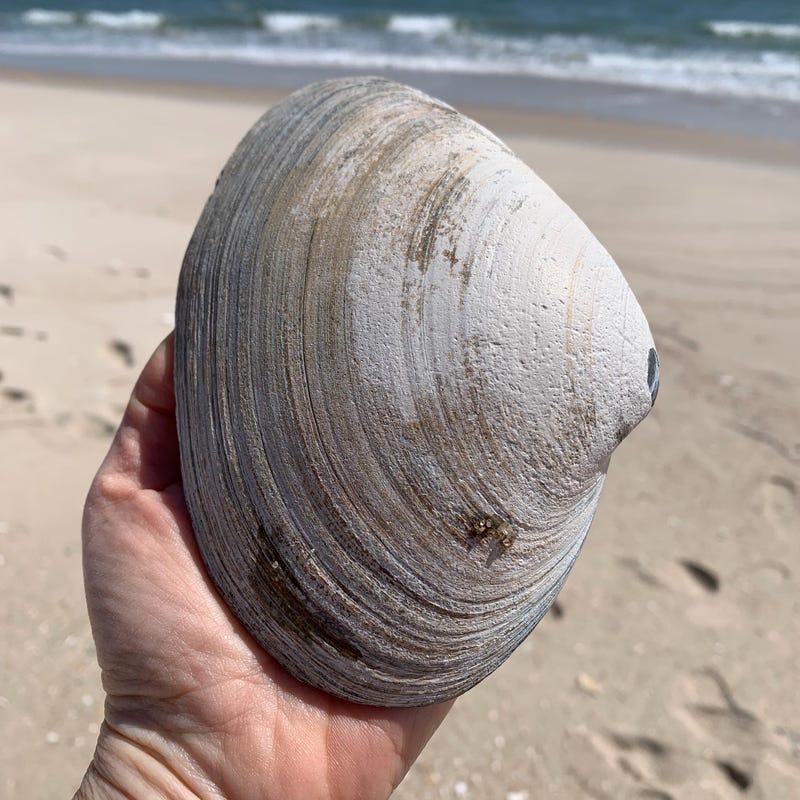 Painted Clam Shell - Etsy