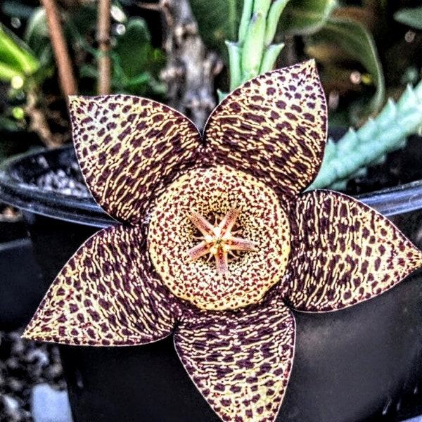 Orbea Variegata - Etsy